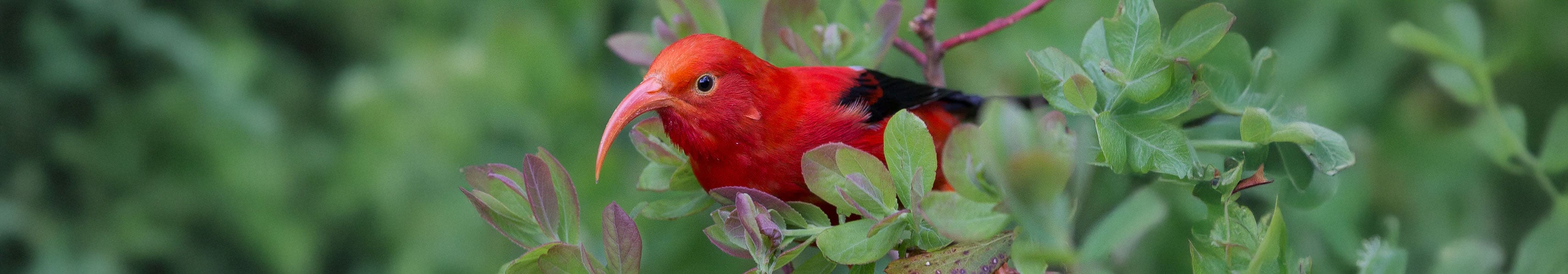 Icons of Hawai'i Collection – Page 2 – Hawaii Guide